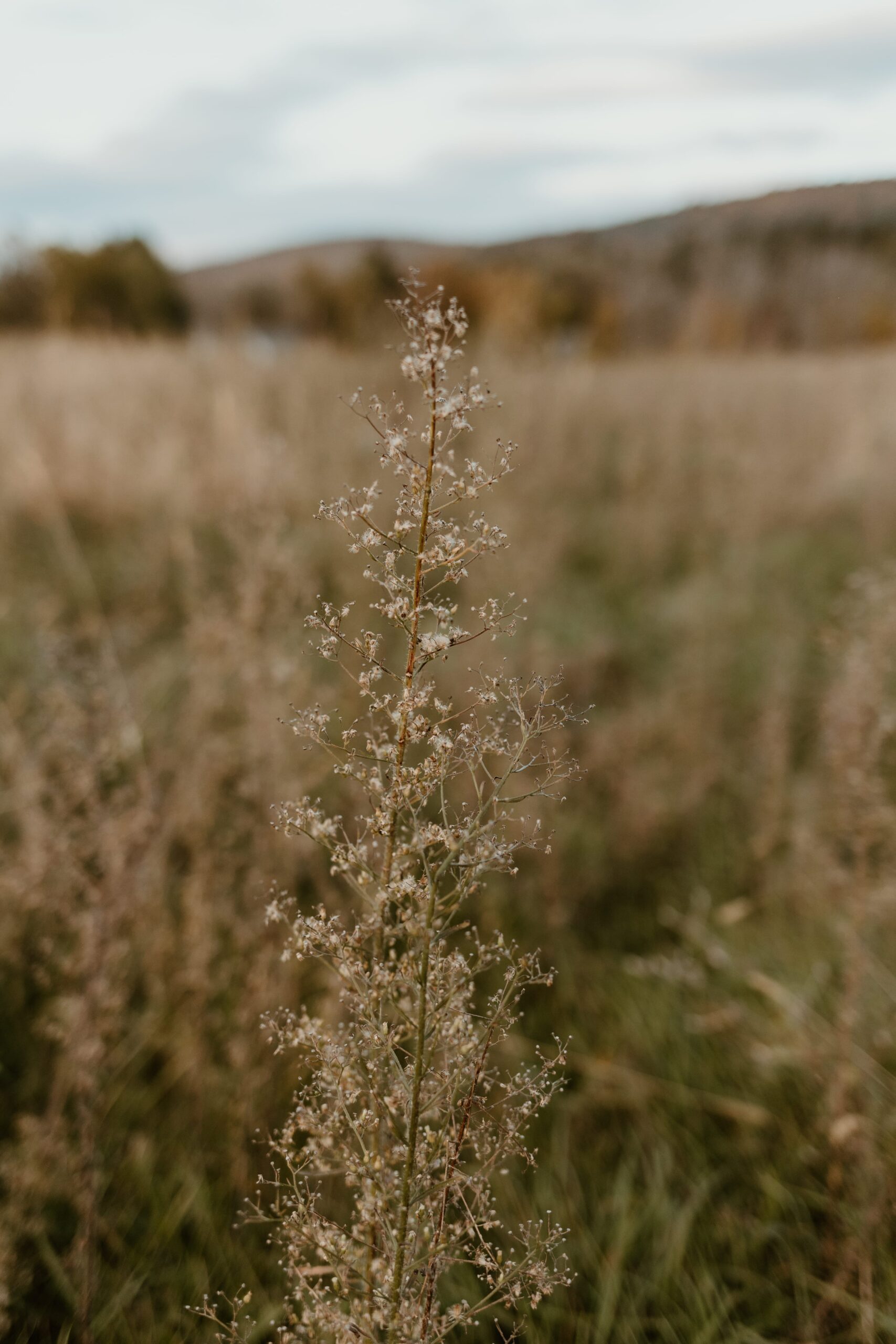 Capturing the Beauty of Blooming Flowers: Essential Tips for Nature and ...